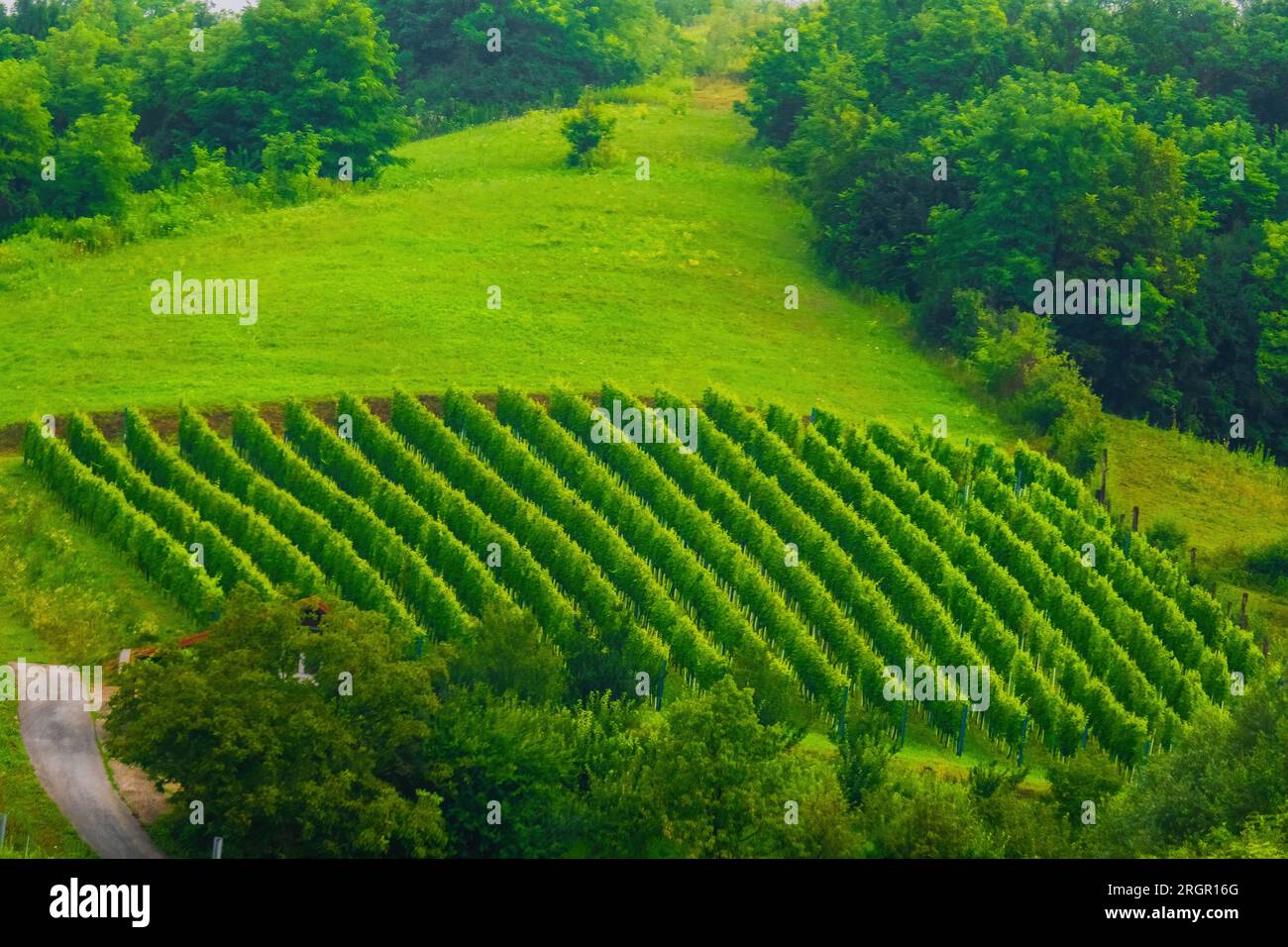 Landscape with green field of vineyard valley Stock Photo - Alamy