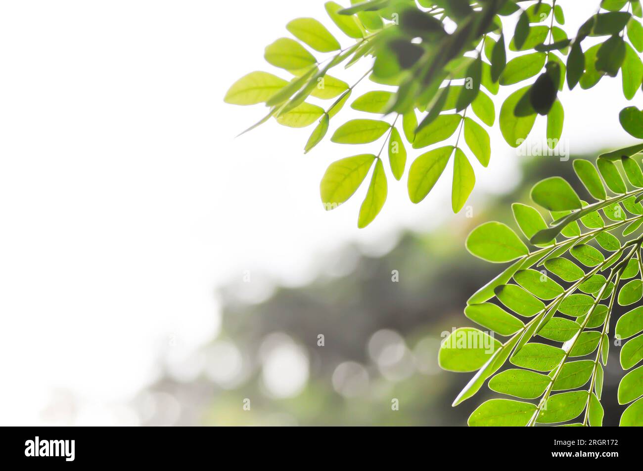 Rain tree or Samanea saman, LEGUMINOSAE MIMOSOIDEAE and sky background ...