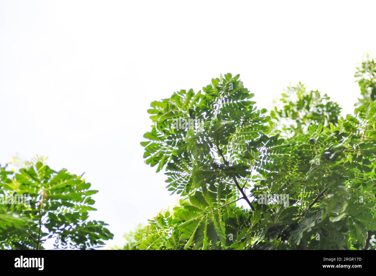Rain tree or Samanea saman, LEGUMINOSAE MIMOSOIDEAE and sky background ...