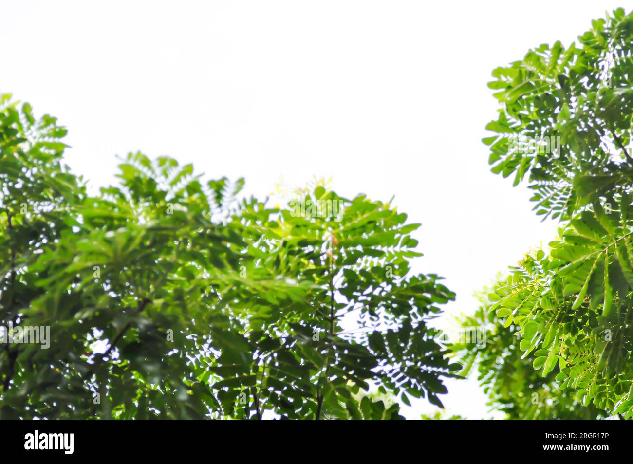 Rain tree or Samanea saman, LEGUMINOSAE MIMOSOIDEAE and sky background ...