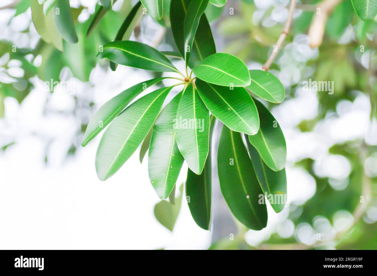 Dita, Devil Tree or Alstonia scholaris and sky background Stock Photo ...