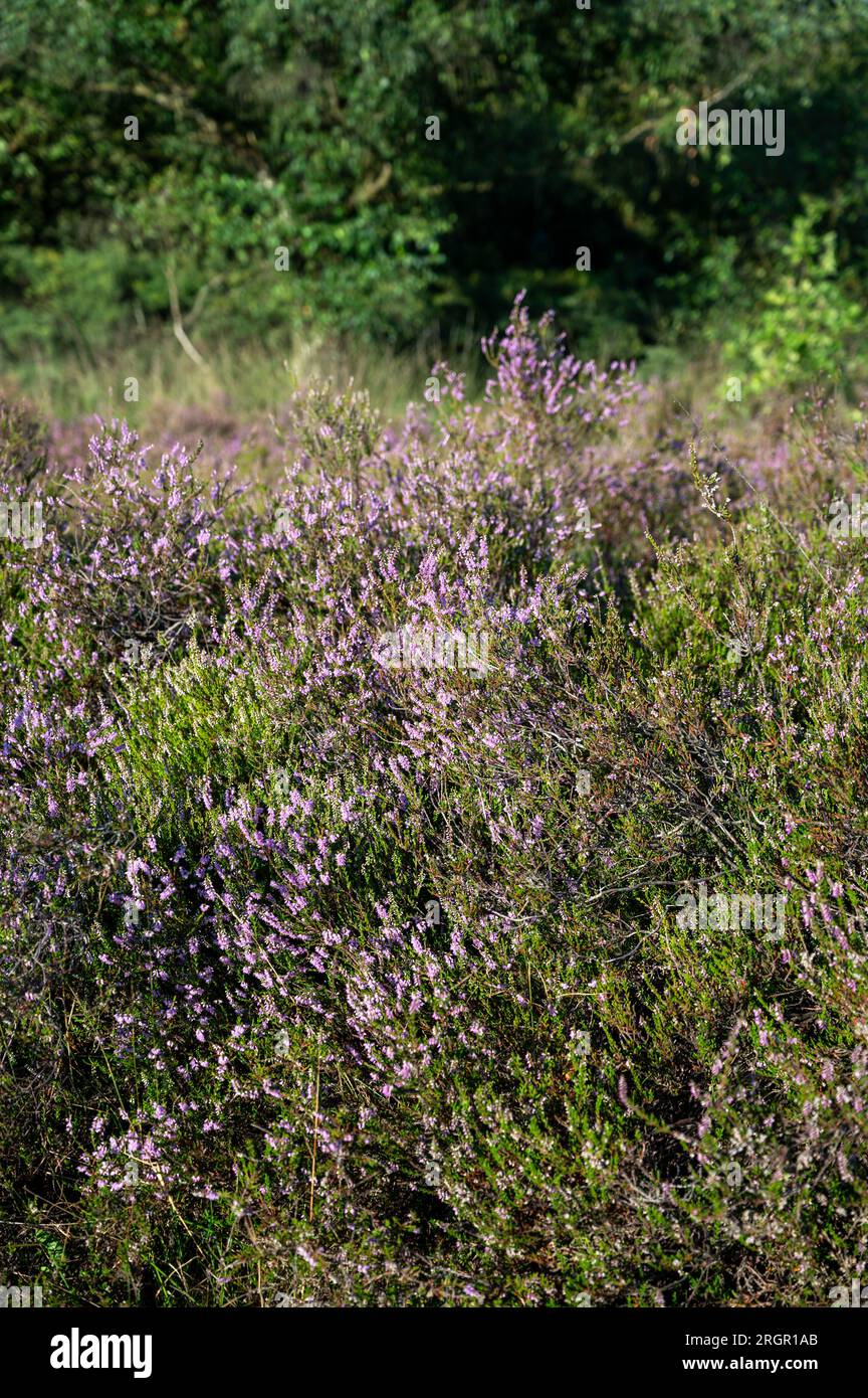 Nature background, green lung of North Brabant, pink blossom of heather ...