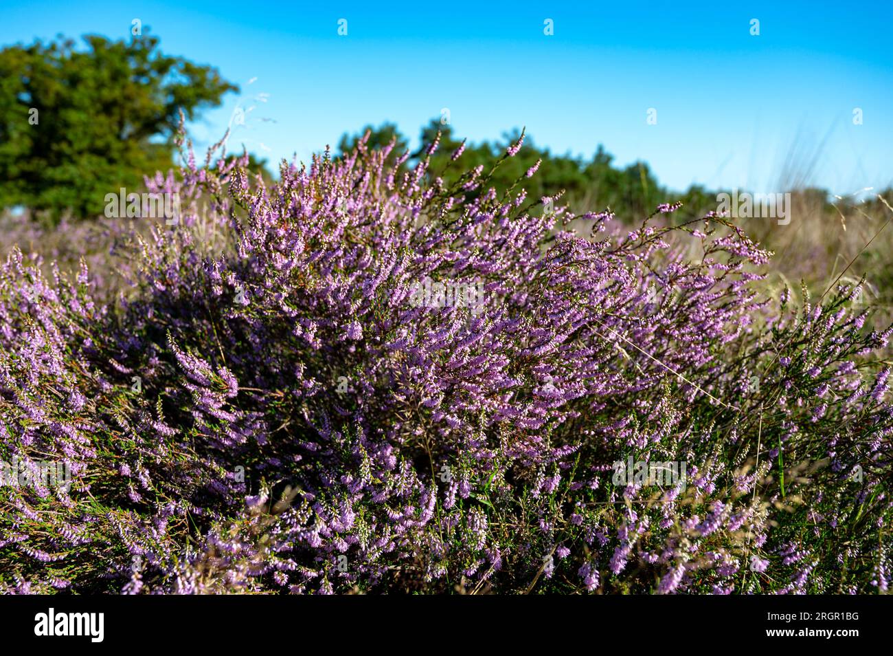 Nature background, green lung of North Brabant, pink blossom of heather ...