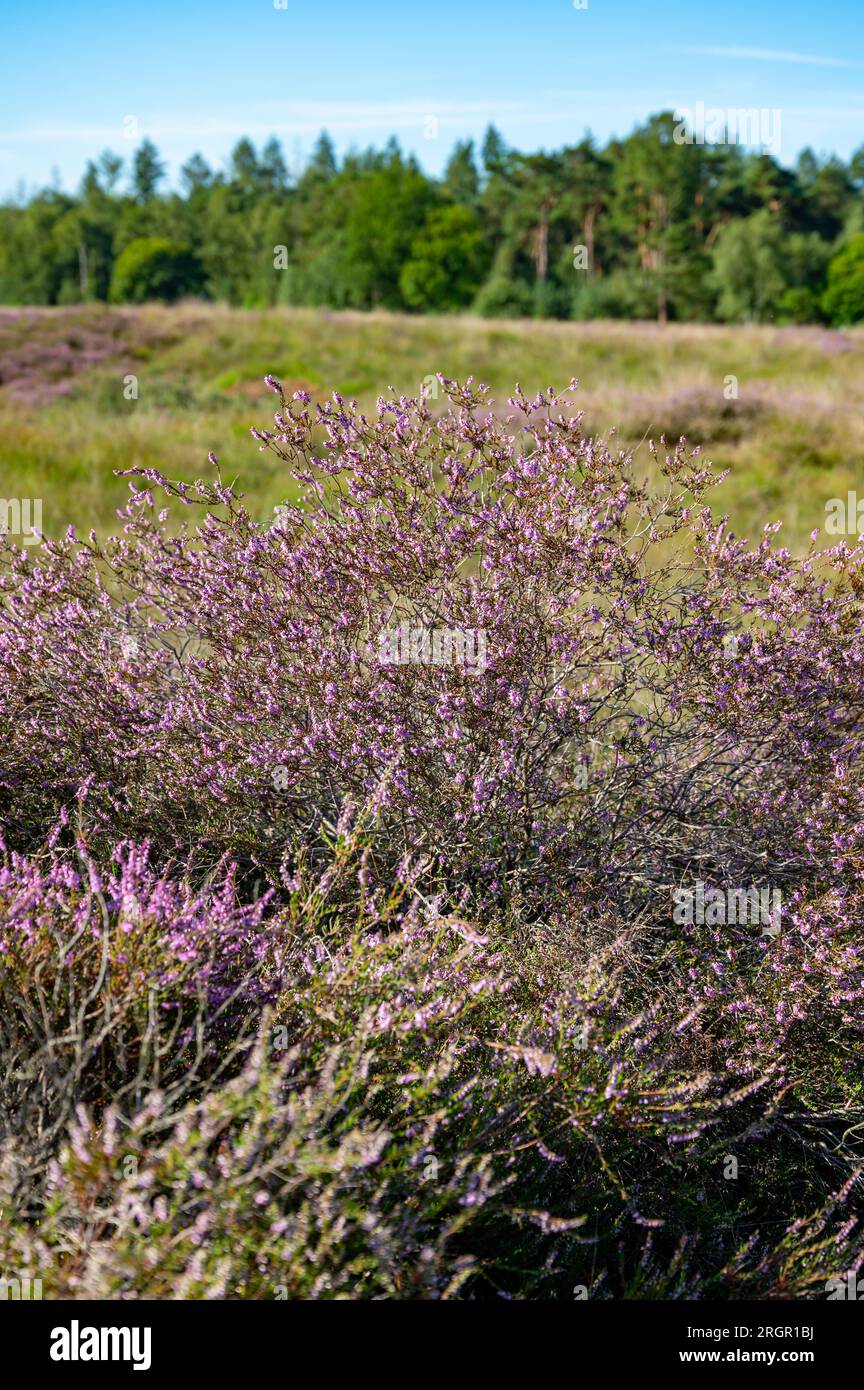 Nature background, green lung of North Brabant, pink blossom of heather ...