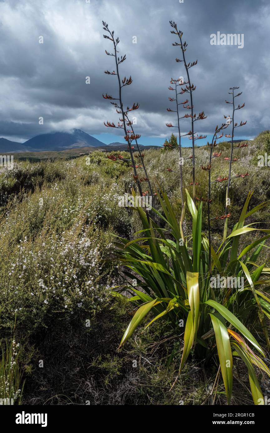 Manuka and harakeke (new Zealand flax) in flower in Tongariro National ...