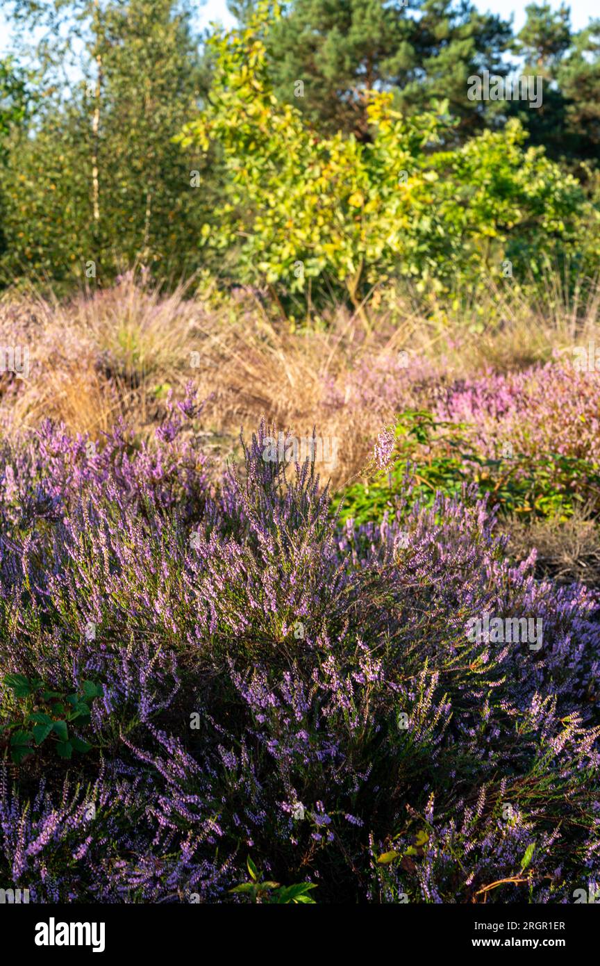 Nature background, green lung of North Brabant, pink blossom of heather ...