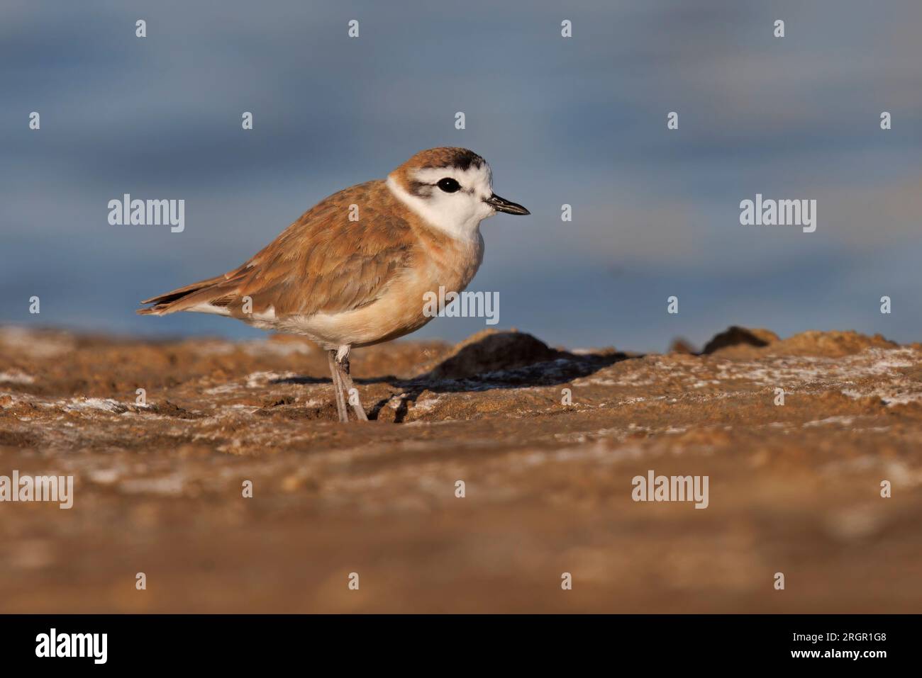 White-fronted Plover, Walvis Bay bird sanctuary, Namibia, March 2023 ...