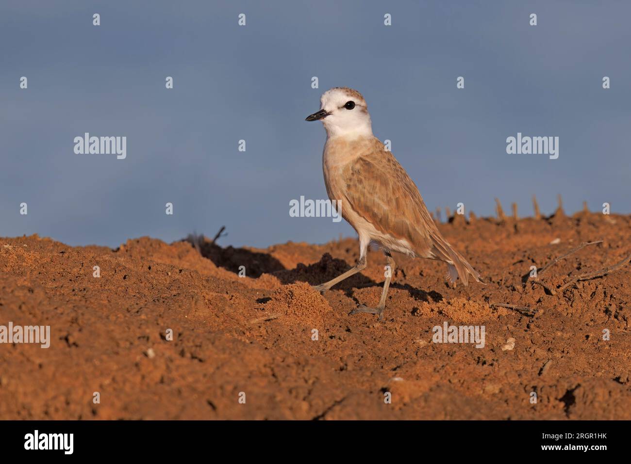 White-fronted Plover, Walvis Bay bird sanctuary, Namibia, March 2023 ...