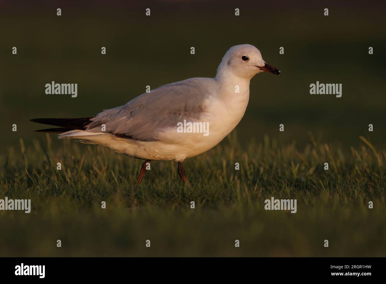 Hartlaubs gulls chroicocephalus hartlaubii hi-res stock photography and ...