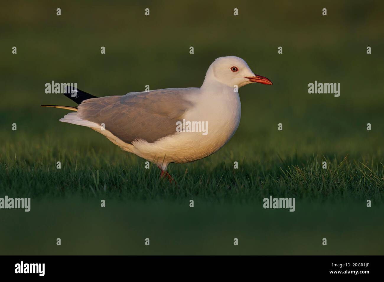 Hartlaubs gulls chroicocephalus hartlaubii hi-res stock photography and ...