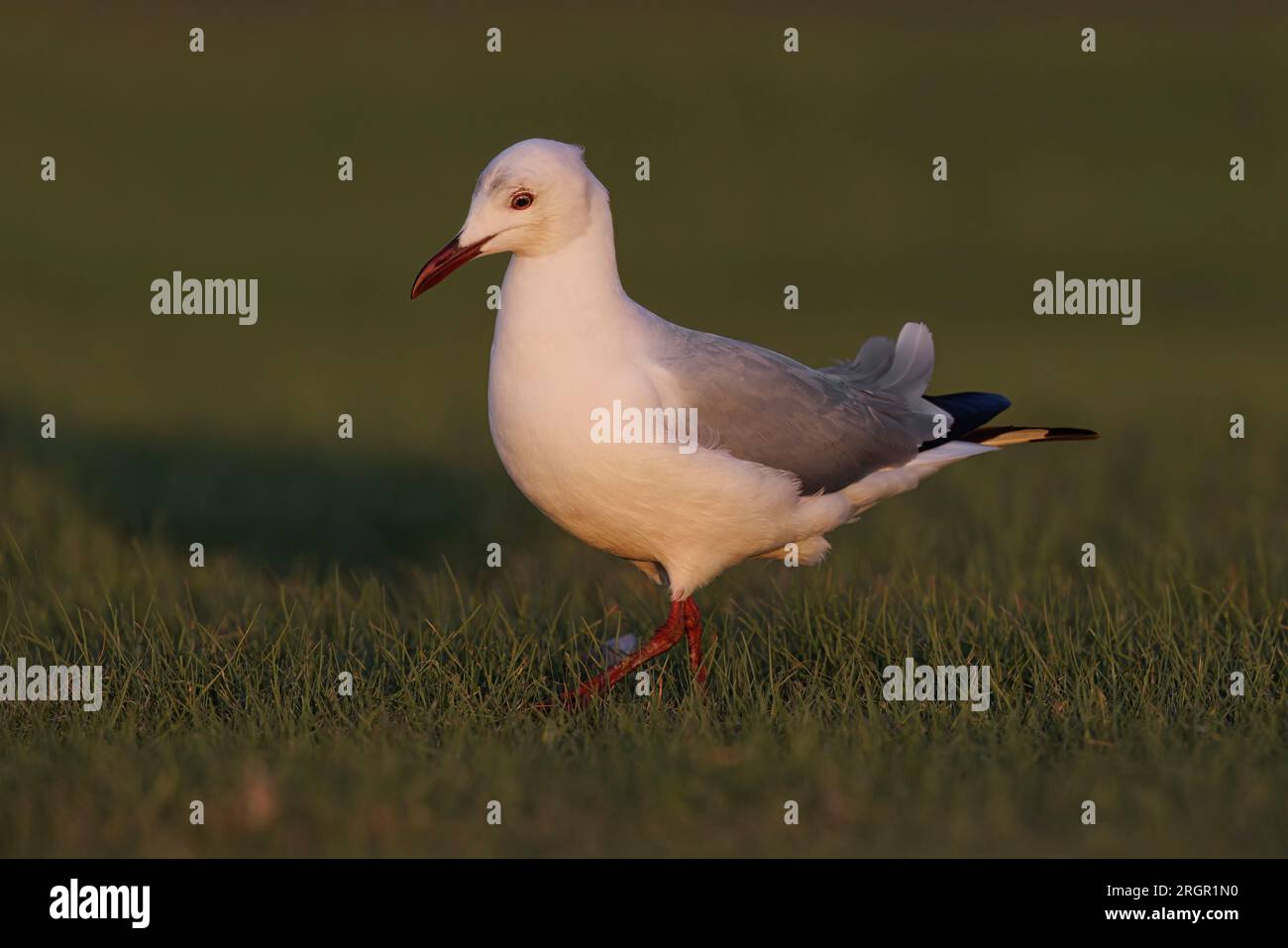 Hartlaubs gulls chroicocephalus hartlaubii hi-res stock photography and ...