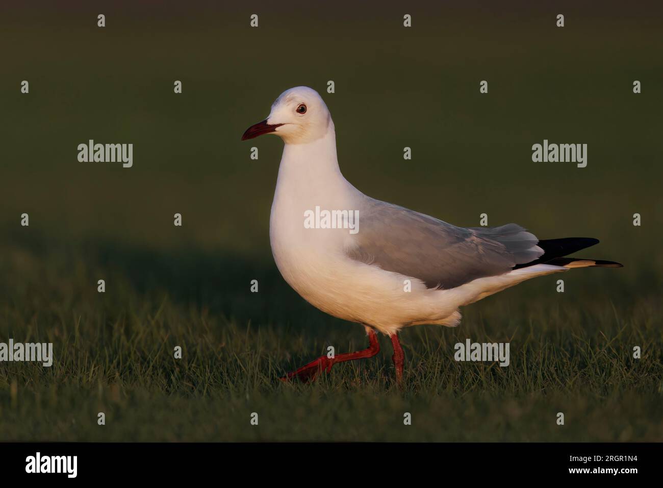 Hartlaubs gulls chroicocephalus hartlaubii hi-res stock photography and ...