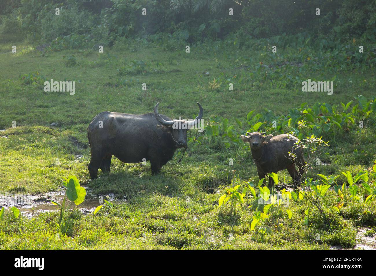 The Krabue buffalo, the Siamese buffalo, Thai water, or Thai swamp ...