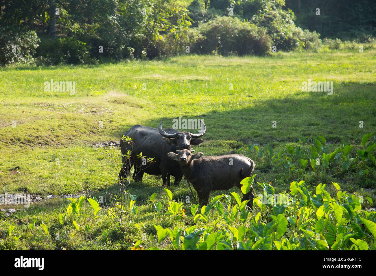 The Krabue buffalo, the Siamese buffalo, Thai water, or Thai swamp ...