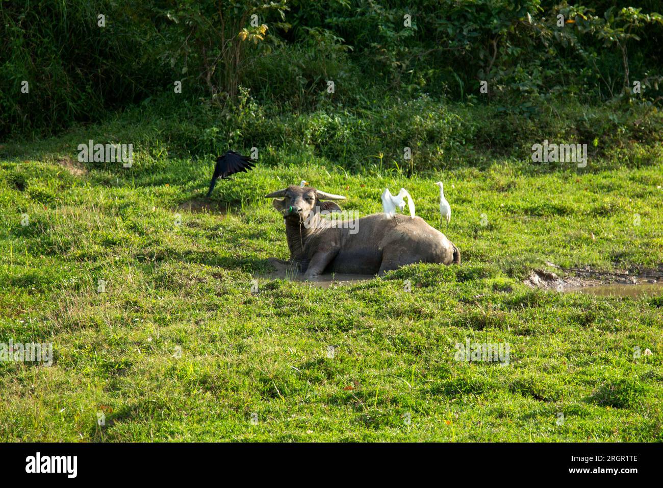 The Krabue buffalo, the Siamese buffalo, Thai water, or Thai swamp ...