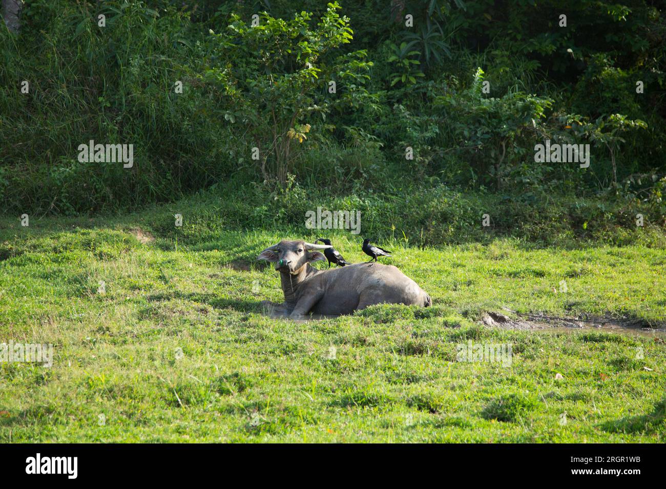 The Krabue buffalo, the Siamese buffalo, Thai water, or Thai swamp ...