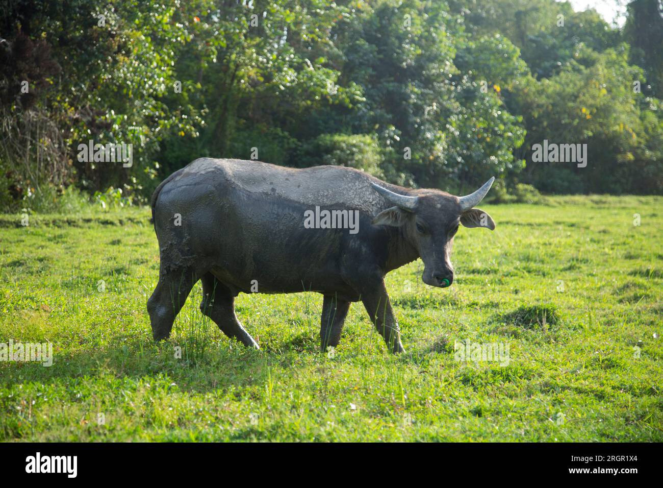The Krabue buffalo, the Siamese buffalo, Thai water, or Thai swamp ...