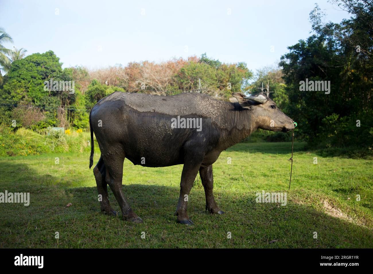 The Krabue buffalo, the Siamese buffalo, Thai water, or Thai swamp ...
