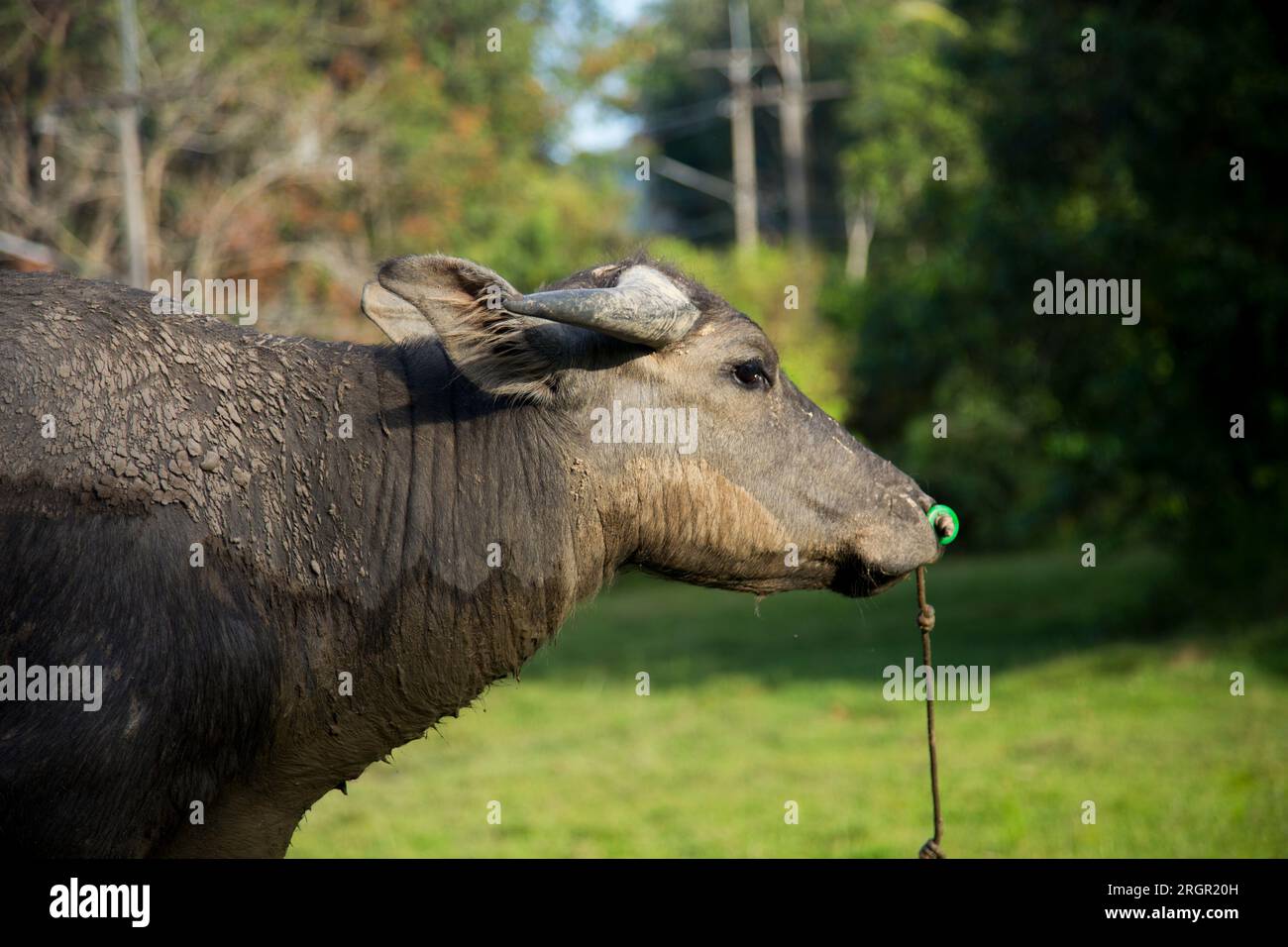 The Krabue buffalo, the Siamese buffalo, Thai water, or Thai swamp ...
