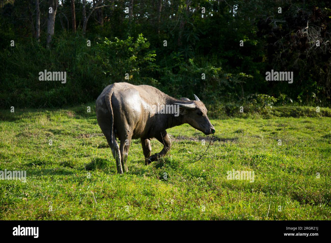 The Krabue buffalo, the Siamese buffalo, Thai water, or Thai swamp ...