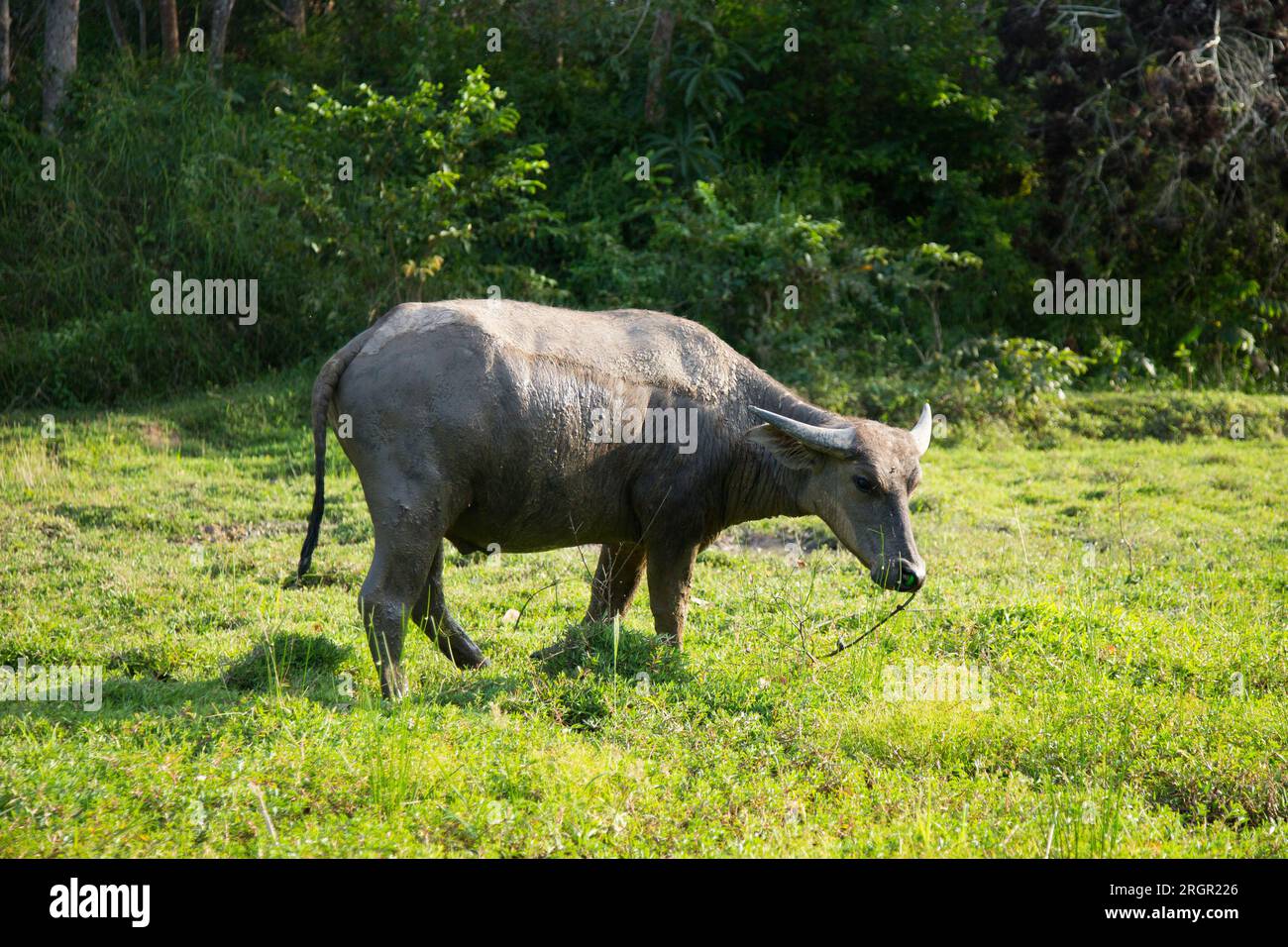 The Krabue buffalo, the Siamese buffalo, Thai water, or Thai swamp ...