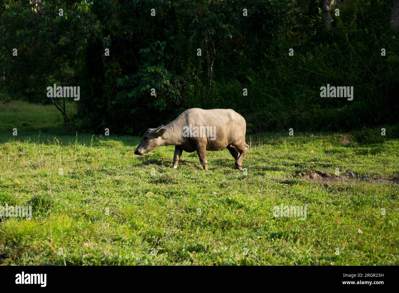 The Krabue buffalo, the Siamese buffalo, Thai water, or Thai swamp ...
