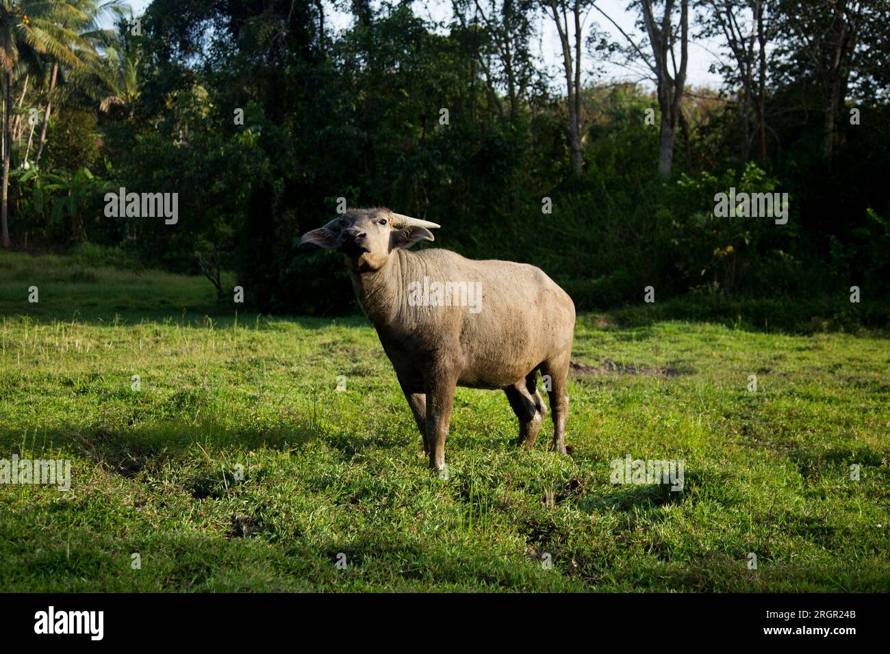 The Krabue buffalo, the Siamese buffalo, Thai water, or Thai swamp ...