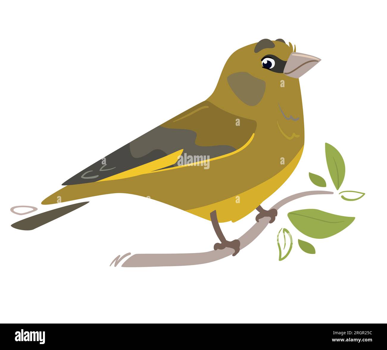 Greenfinch Green bird. Vector illustration of a feathered character ...
