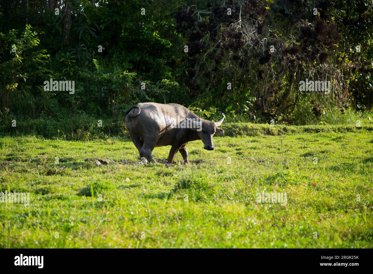 The Krabue buffalo, the Siamese buffalo, Thai water, or Thai swamp ...