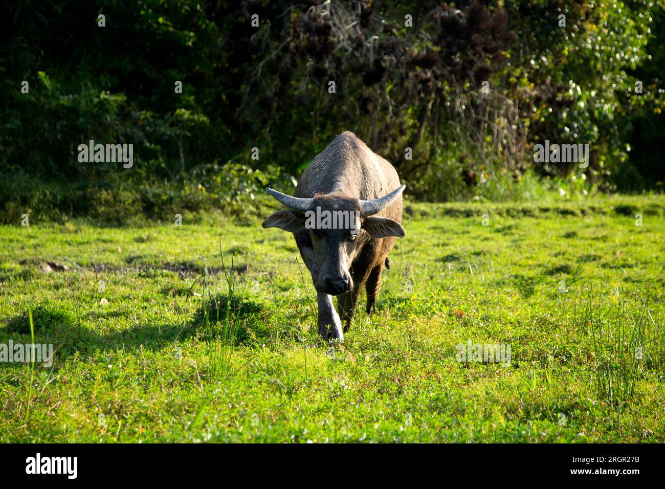 The Krabue buffalo, the Siamese buffalo, Thai water, or Thai swamp ...