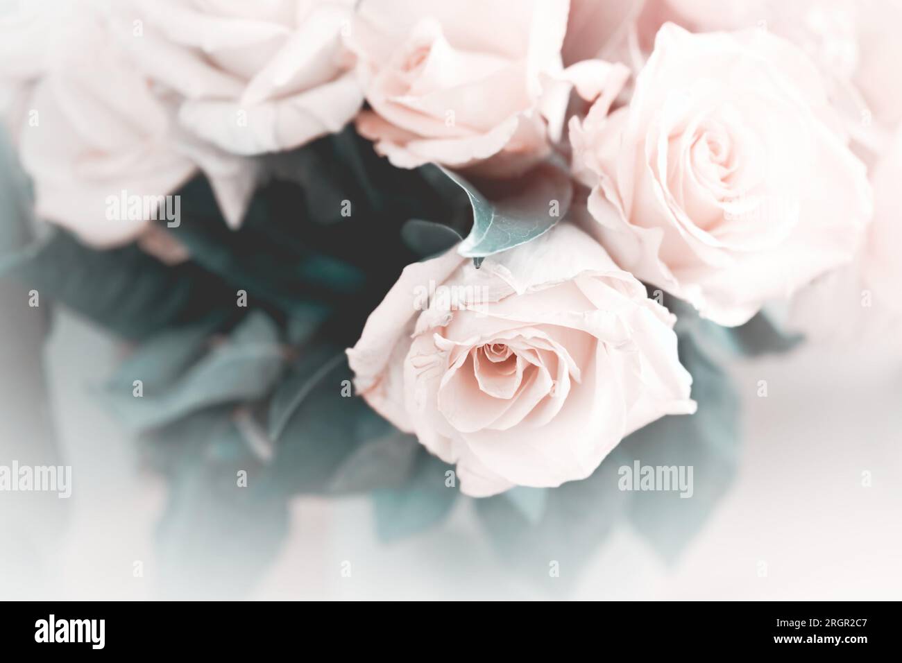 soft pastel rendering of roses in a bouquet with light borders for ...