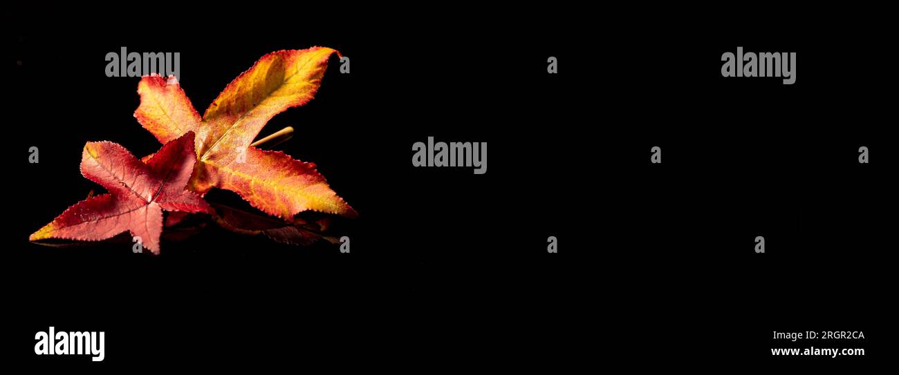 Gumball leaf hi-res stock photography and images - Alamy