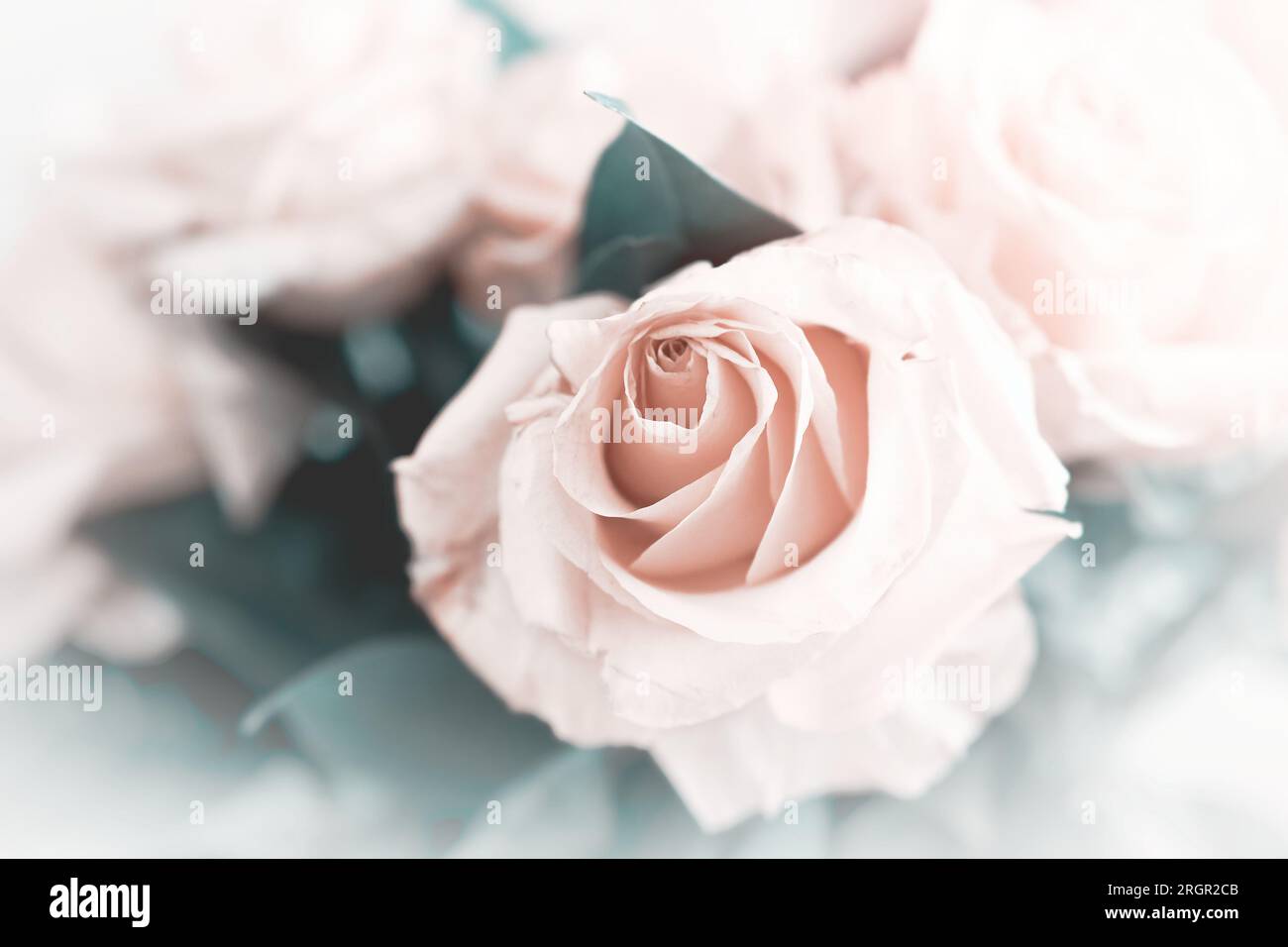 soft pastel rendering of roses in a bouquet with light borders for ...