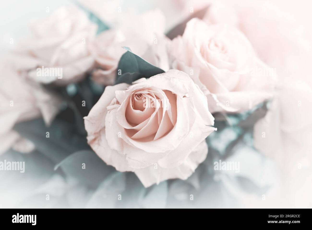 soft pastel rendering of roses in a bouquet with light borders for ...