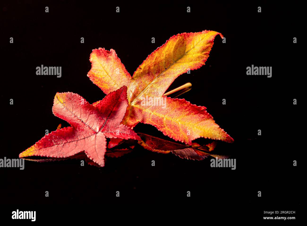 Gumball leaf hi-res stock photography and images - Alamy