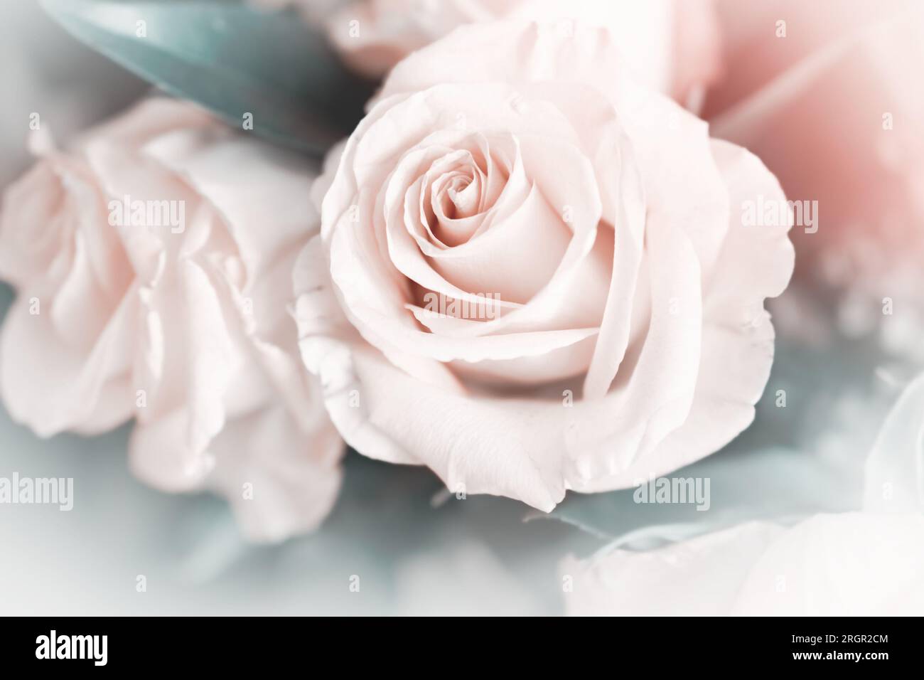 Beauty flowers borders decoration hi-res stock photography and images ...