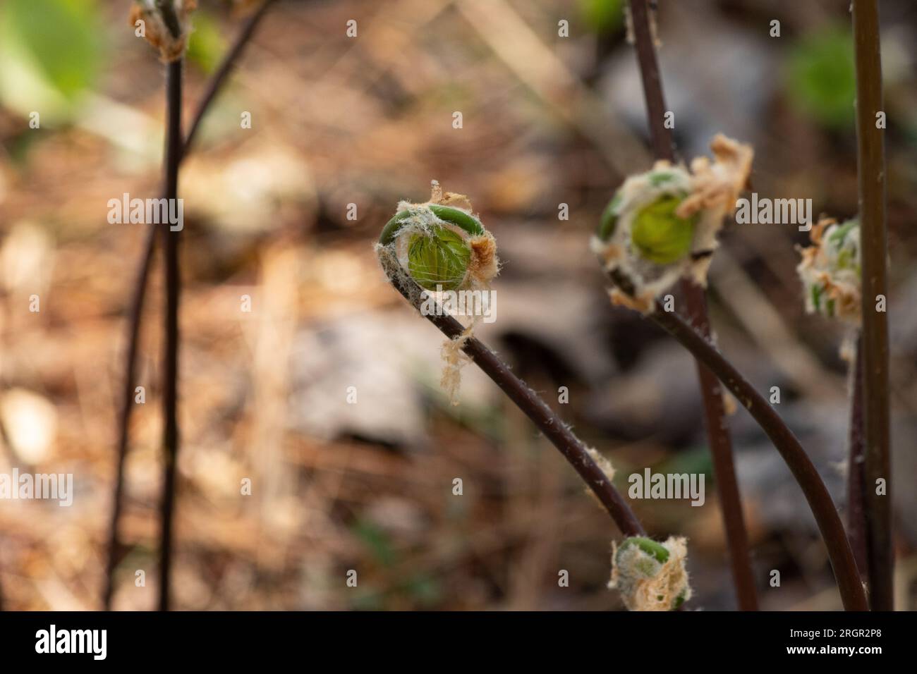 A fern emerges from the forest floor in spring Stock Photo - Alamy