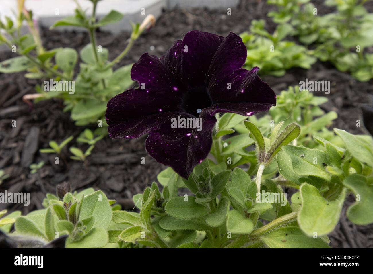 Bouquet of petunia flowers hi-res stock photography and images - Alamy