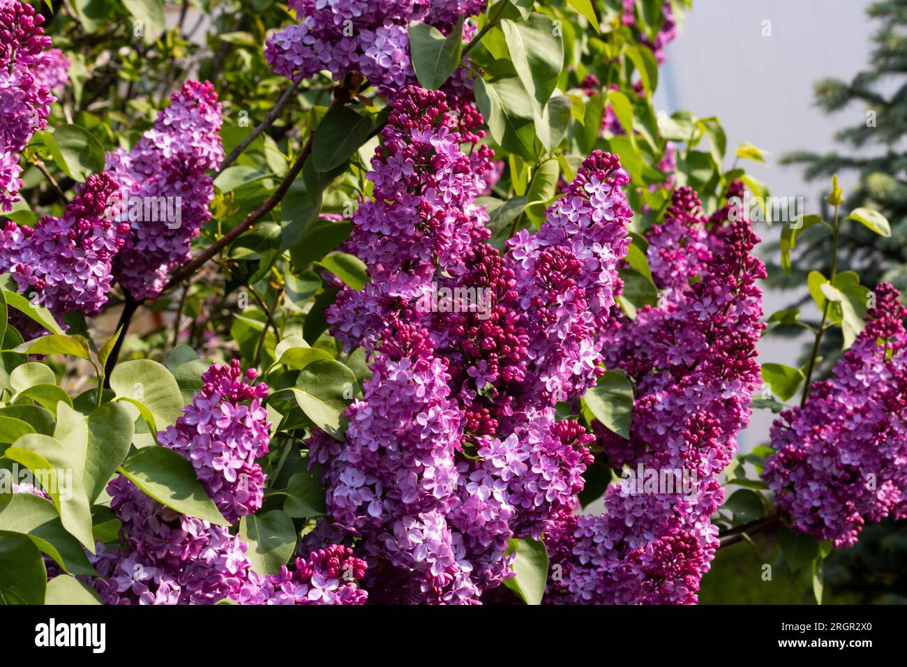 Multiple purple blooms hi-res stock photography and images - Alamy