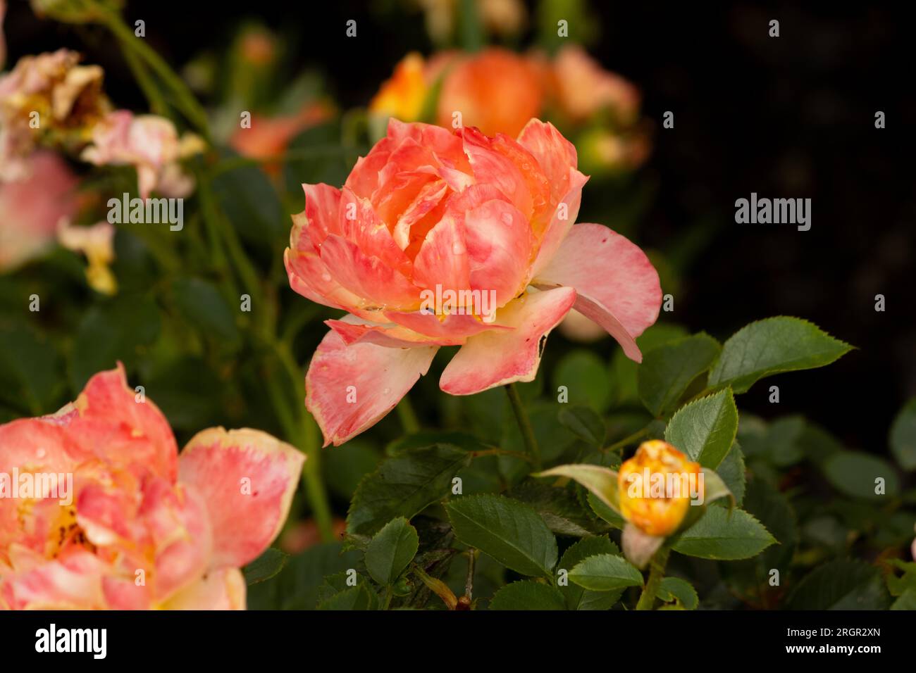 A beautiful peach rose, in all its perfection Stock Photo - Alamy
