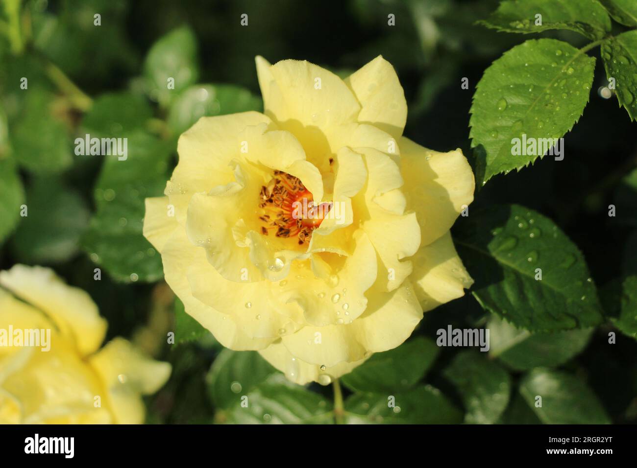 Delicate rose hi-res stock photography and images - Alamy
