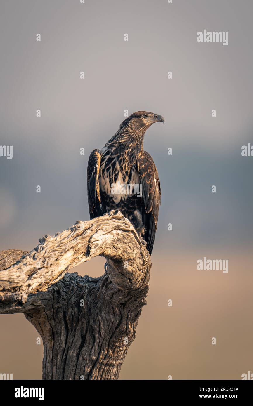 Fish eagle lodge hi-res stock photography and images - Alamy