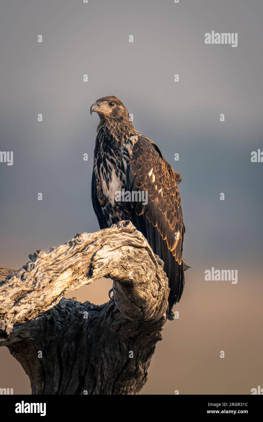 Fish eagle lodge hi-res stock photography and images - Alamy