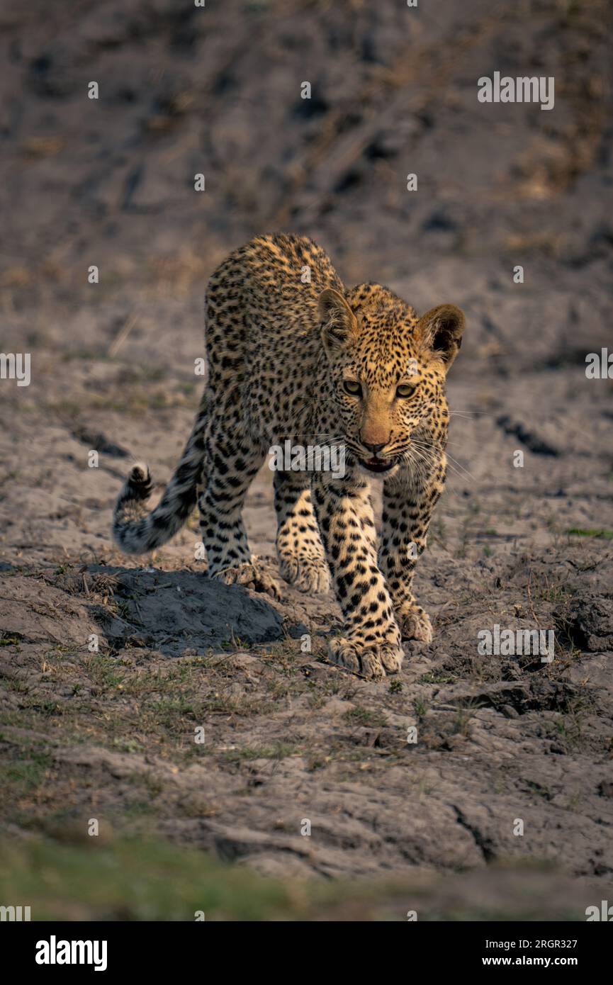 Leopard cub crosses dried mud in sunshine Stock Photo - Alamy