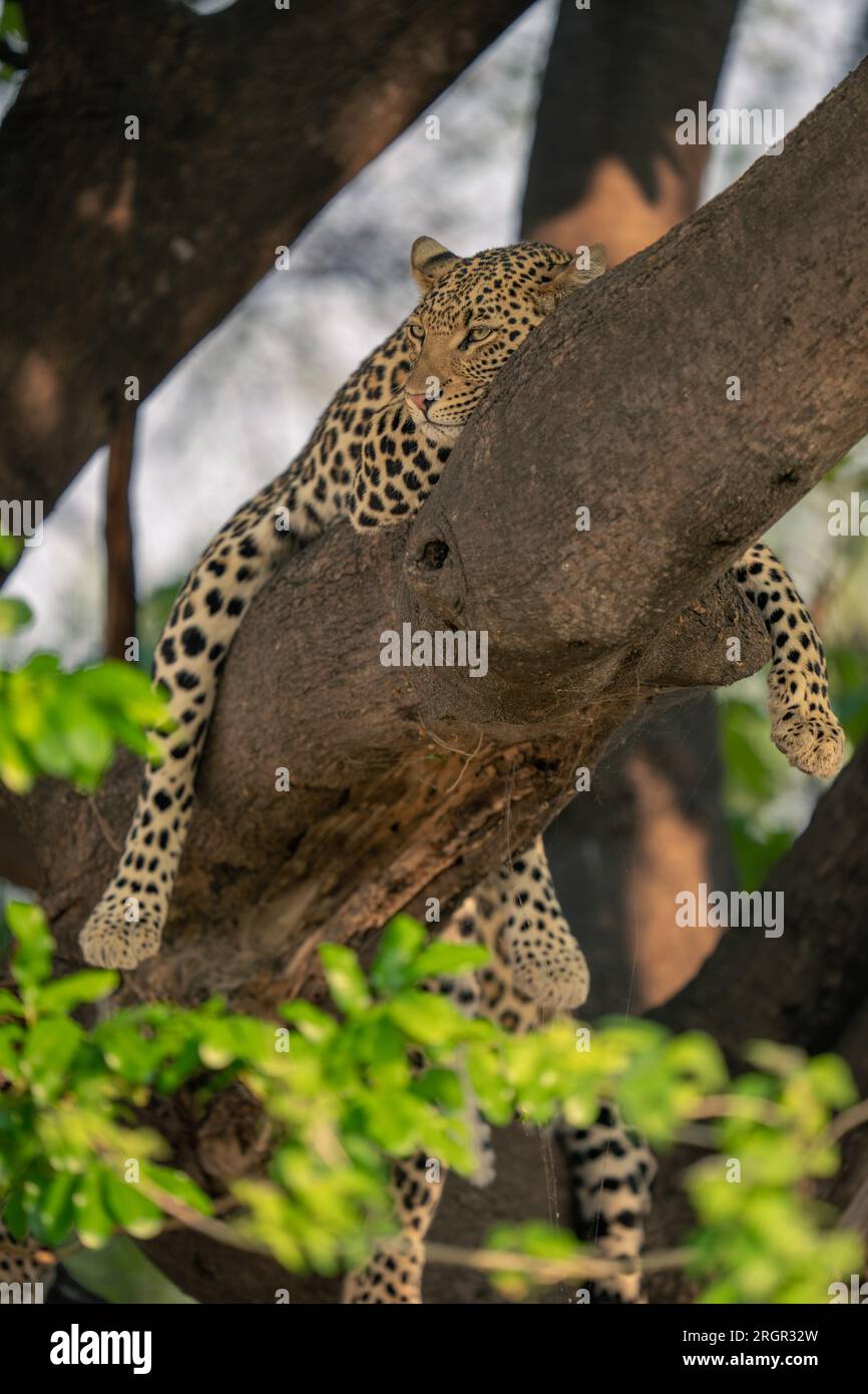 Leopard straddling tree hi-res stock photography and images - Alamy