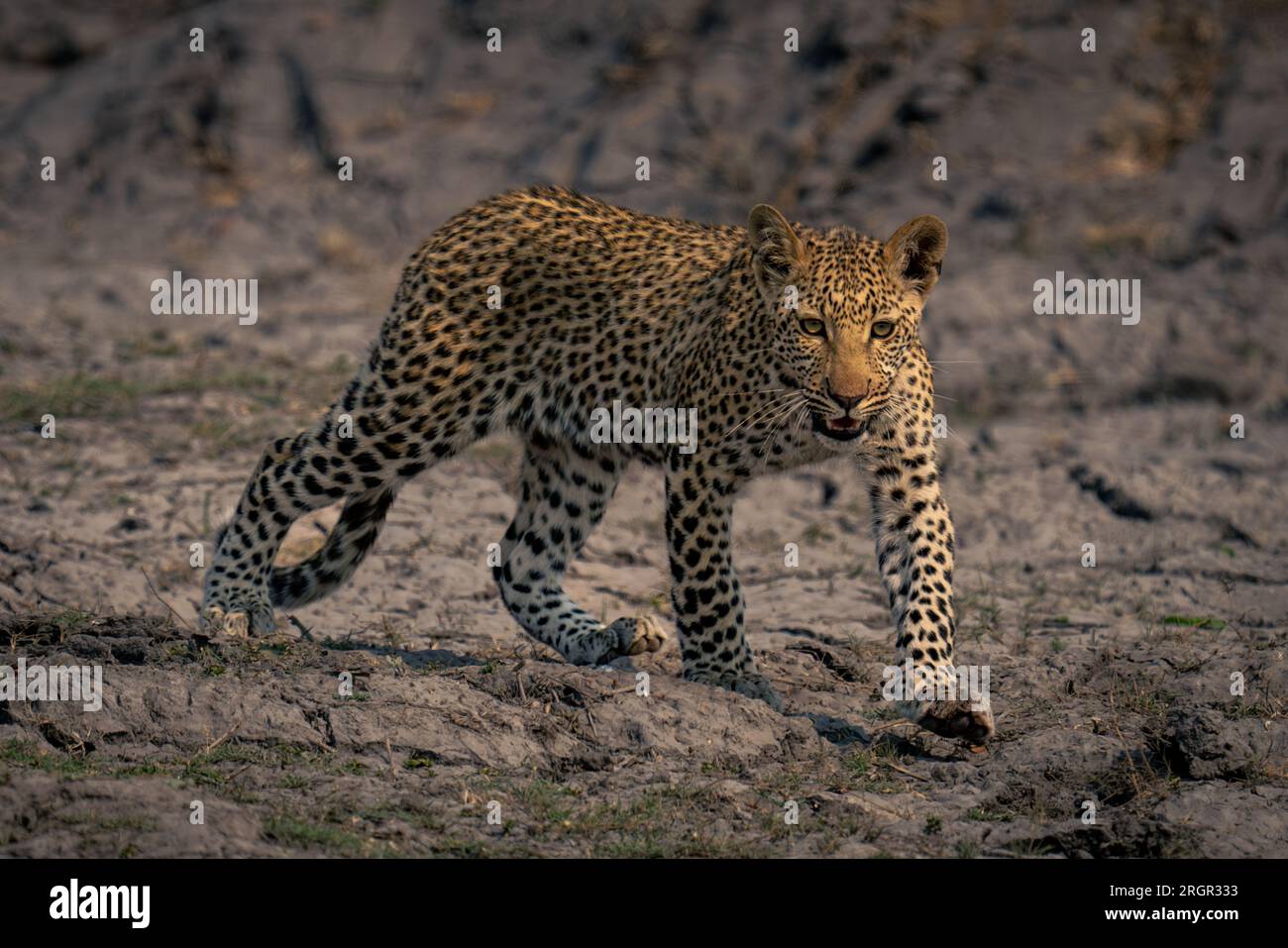 Leopard cub walks across riverbed lifting foot Stock Photo - Alamy