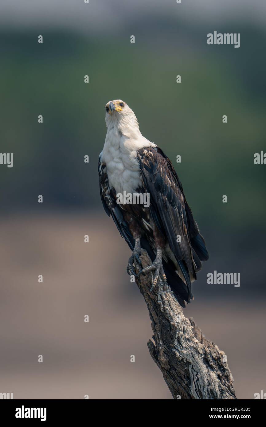 Fish eagle lodge hi-res stock photography and images - Alamy