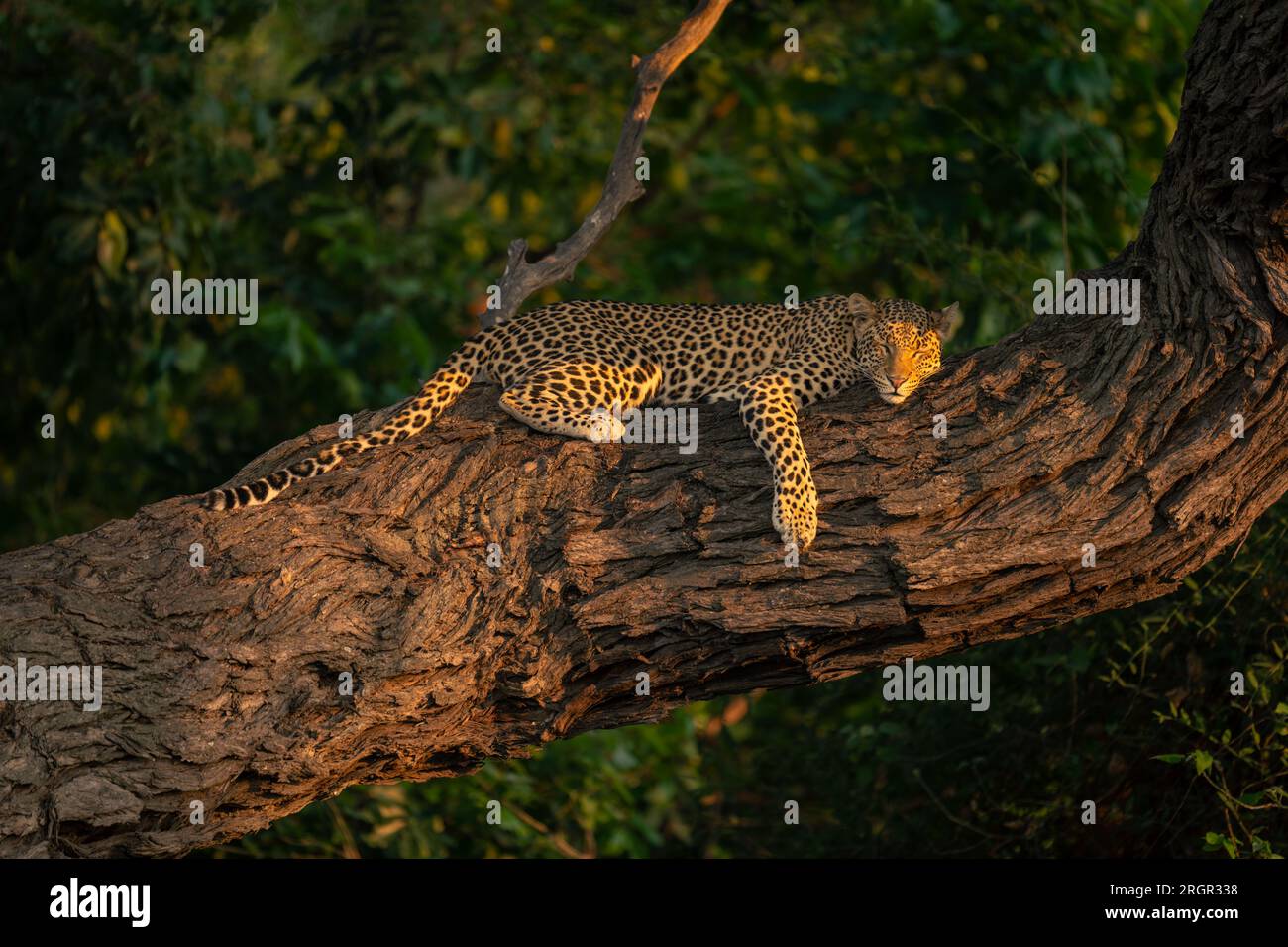 Leopard lying on tree trunk hi-res stock photography and images - Alamy