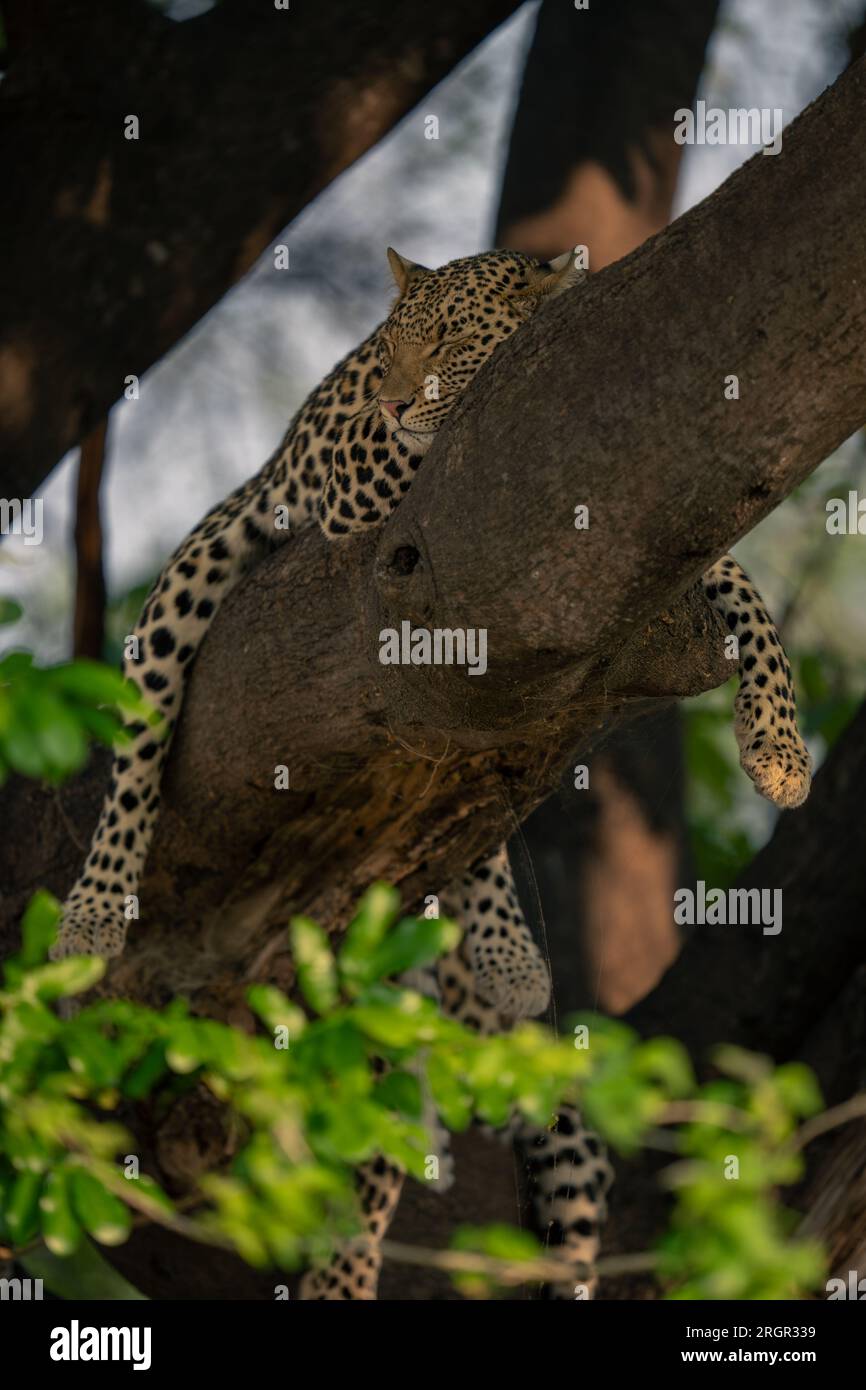 Leopard straddling tree hi-res stock photography and images - Alamy
