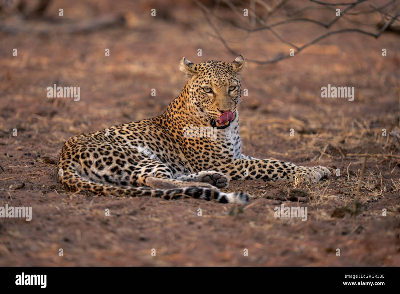 Leopard lies on sandy ground licking nose Stock Photo - Alamy